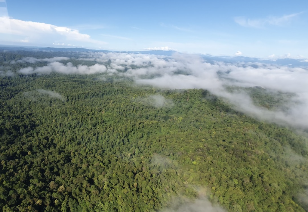 Forets.ch - Quelle différence entre couper des arbres et déforester